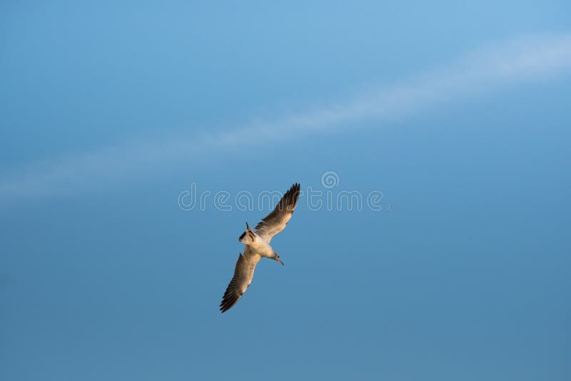 Bird swoops on deer. stock photo. Image of nature, outdoors - 41874630