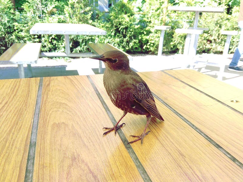 Bird On A Table, Eating Leftovers From Plates Stock Photo - Image of ...