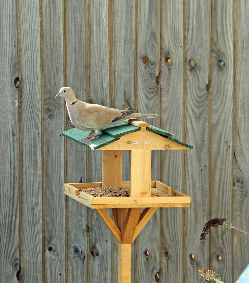 Bird Table stock photo. Image of wildlife, table, background - 76525078