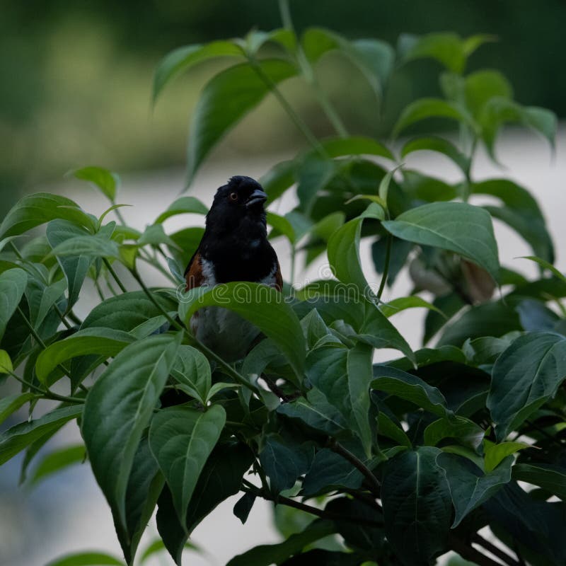 Bird Takes a Break in the Branch of Dogwood Tree Stock Photo - Image of ...