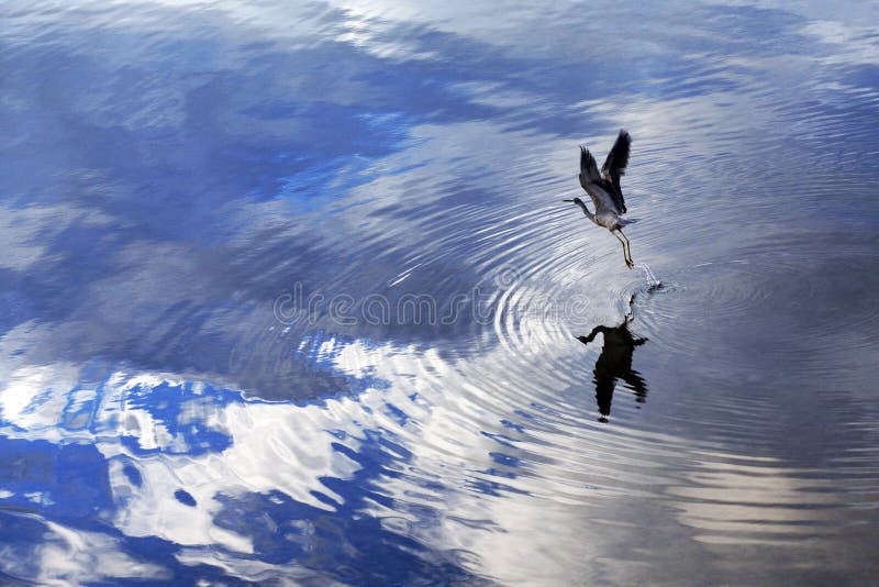 Bird taking flight stock image. Image of takeoff, peace - 6805575
