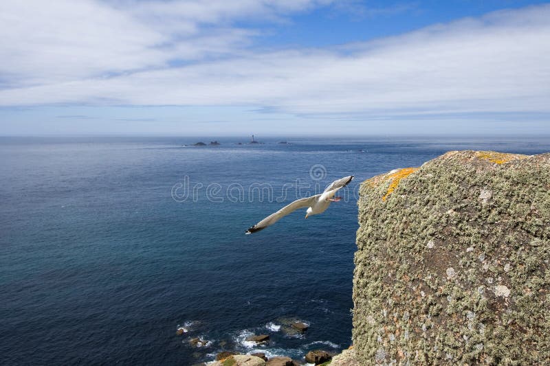 Bird Taking Flight from a Cliff in Cornwall Stock Photo - Image of west ...