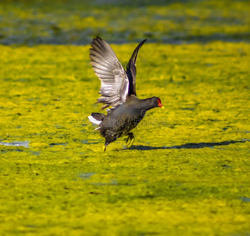 Bird Taking Flight, Paignton Stock Photo - Image of bird, paignton ...