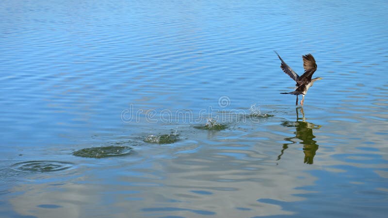 Bird taking off stock image. Image of surface, lake, flight - 64462383