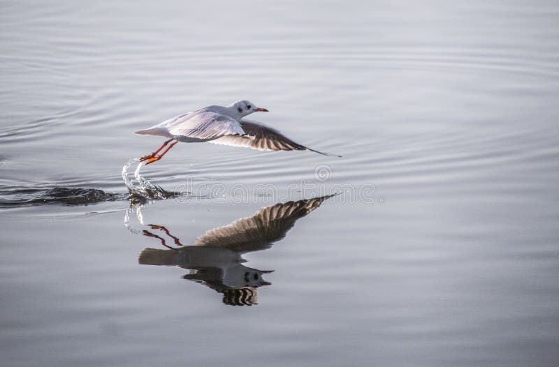 Bird Taking off stock image. Image of natural, bird - 187085845