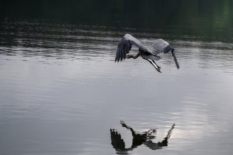 Bird Taking Off from the Water S Surface with Its Body Reflected in the ...