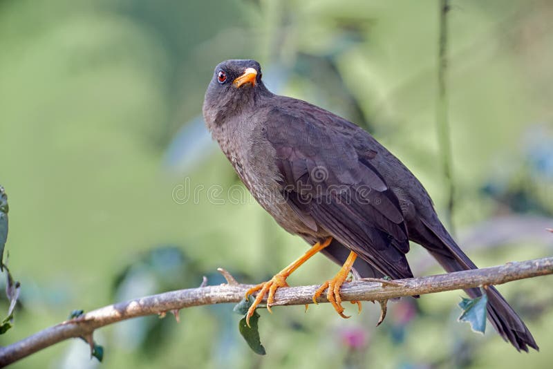 Bird Taking a Rest on a Branch Quietly Stock Image - Image of bird ...
