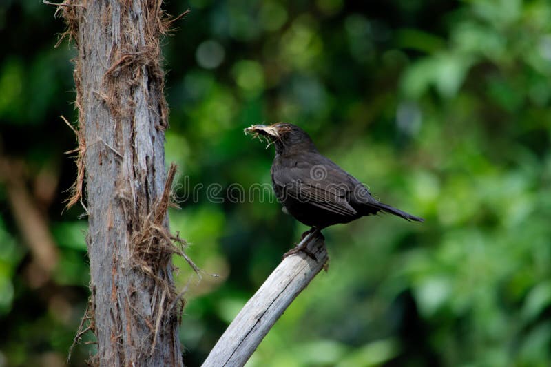 Bird Taking Tree Bark for Nest Stock Photo - Image of twig, green ...
