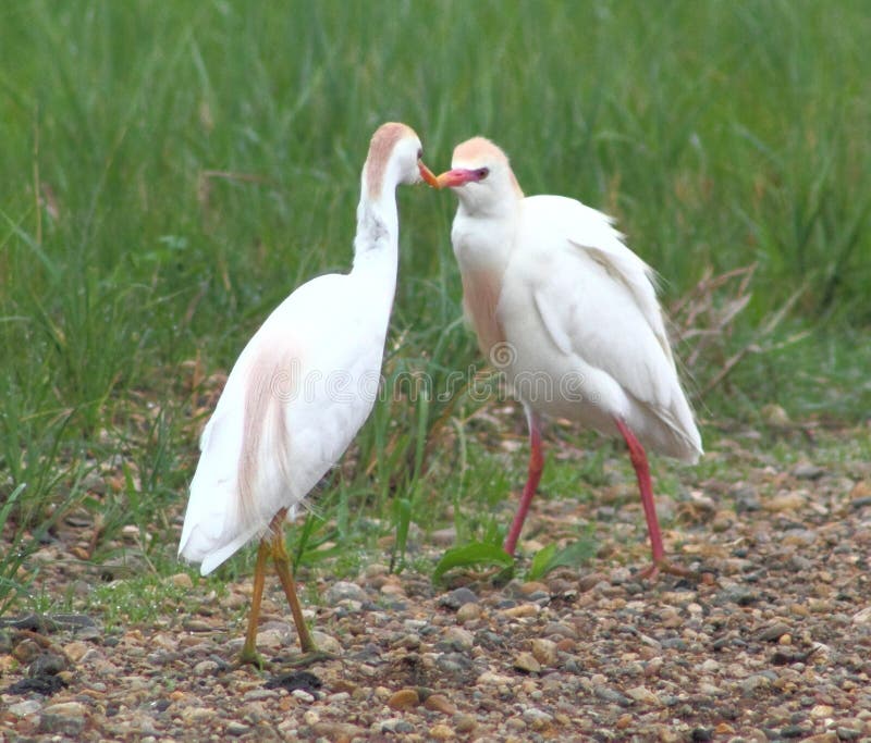 Bird Talk stock photo. Image of rural, birds, cattleegrets - 44641554