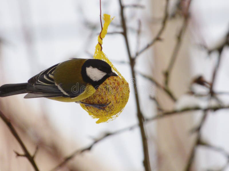 Bird stock photo. Image of bird, yellow, titmouse, tallow - 106516606