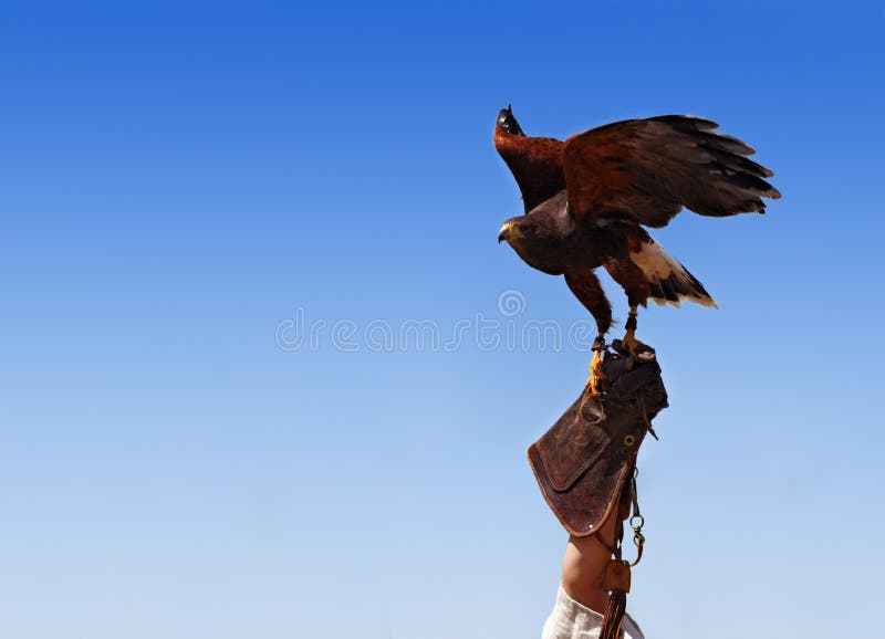 Eagle in Kyrgyzstan stock photo. Image of asia, eagle - 23152176