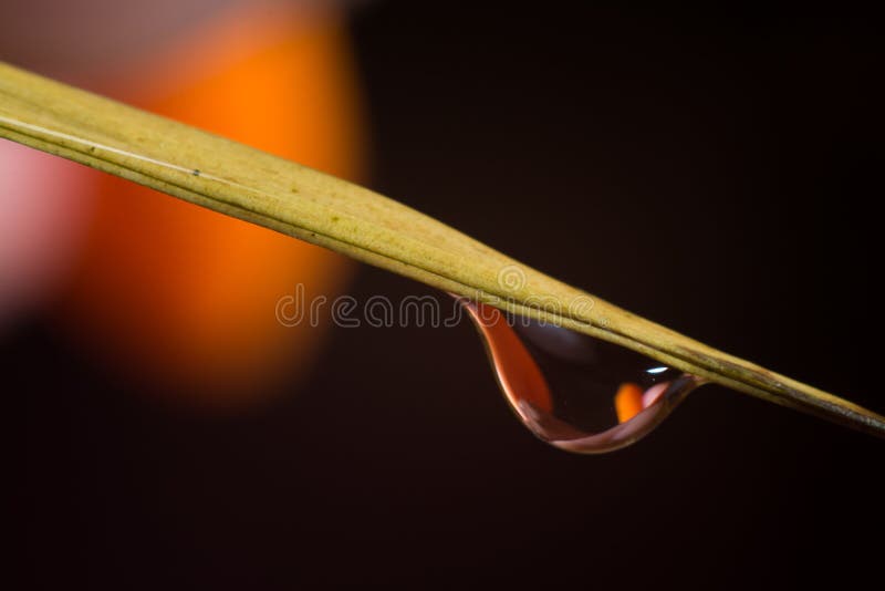Bird tears stock photo. Image of background, green, micro - 54373884