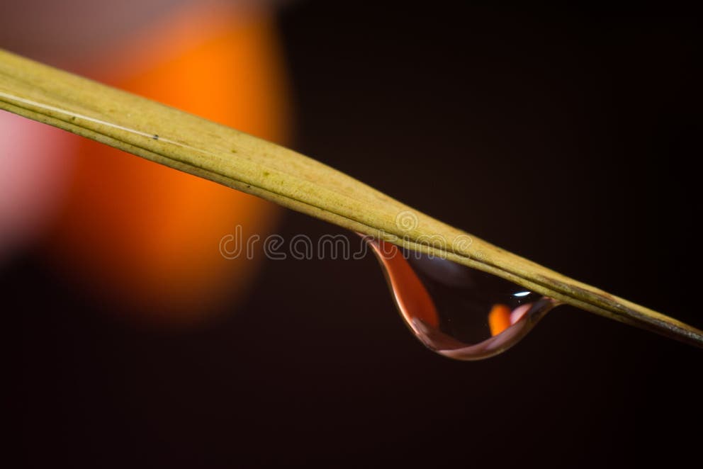 Bird tears stock photo. Image of background, green, micro - 54373884