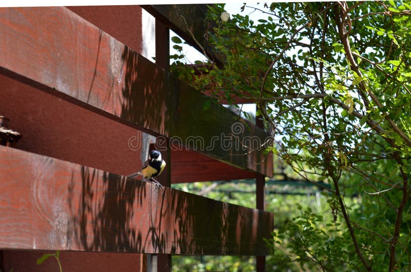 Bird on the terrace stock image. Image of bird, plant - 184827697