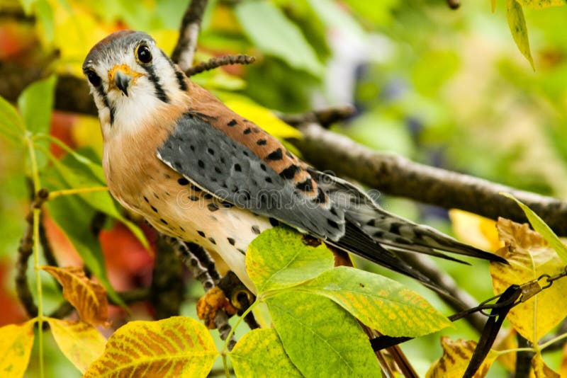 Bird Tethered To a Tree Branch Looking Around Stock Image - Image of ...