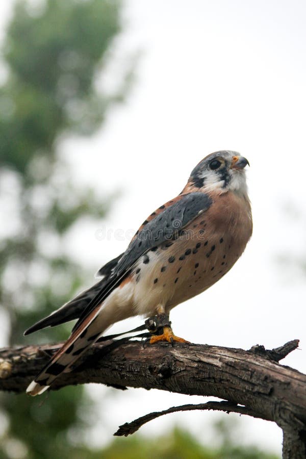 Bird Tethered To a Tree Branch Looking Around Stock Image - Image of ...