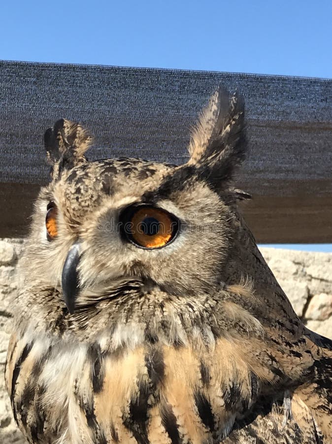 Hawks stock photo. Image of watching, hawks, horizon - 106370474