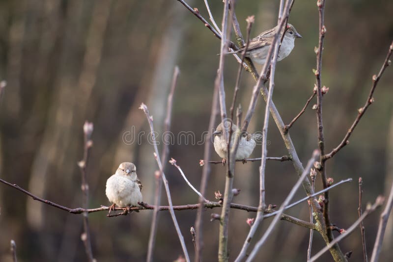 Bird - Three Sparrow on a Tree Branch Stock Image - Image of plant ...
