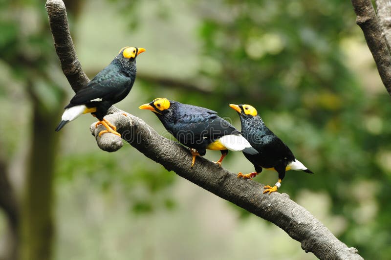 Bird --- Three Yellow-faced Mynah Stock Image - Image of park, hong ...