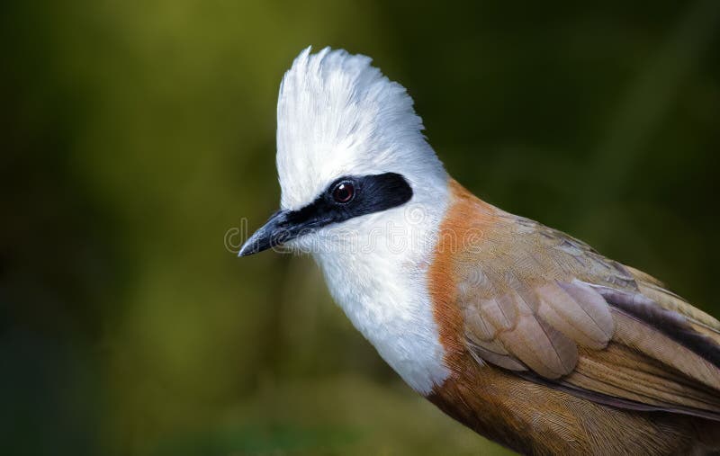 BIRD: Thrush stock image. Image of common, thrush, wings - 56799789