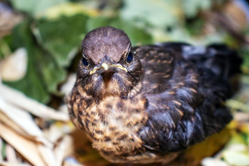 The Bird Thrush Chick Looks into the Camera Wary Stock Image - Image of ...