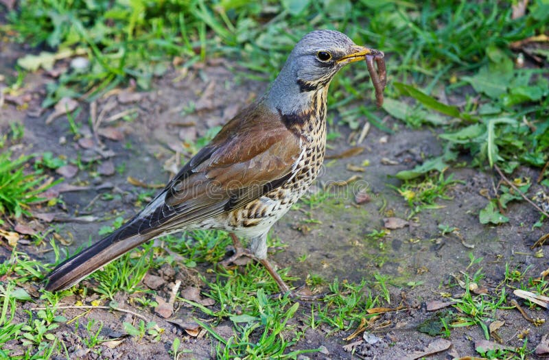 Bird of Thrush stock image. Image of prey, outdoors, wildlife - 94981735