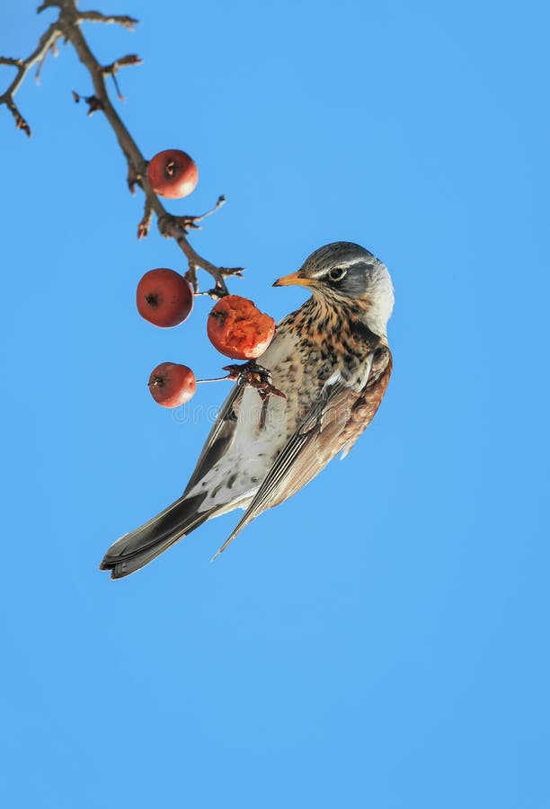 Bird of the Thrush, the Fieldfare Eats Red Apples on Branch in Stock ...
