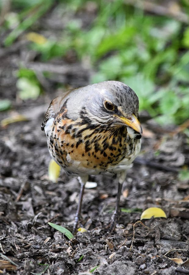 Bird Thrush Portrait Beak Cute Stock Image - Image of portrait, bird ...