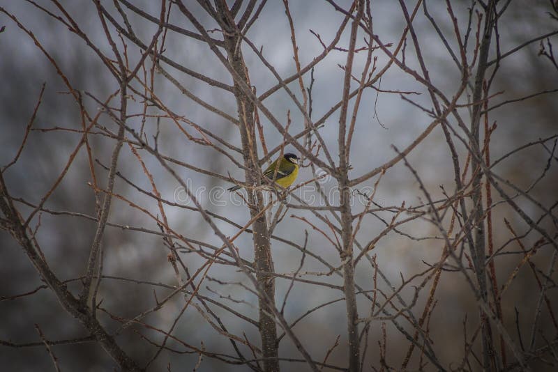 Bird Tit Pecks Suspended Fat Stock Photo - Image of feed, feather ...