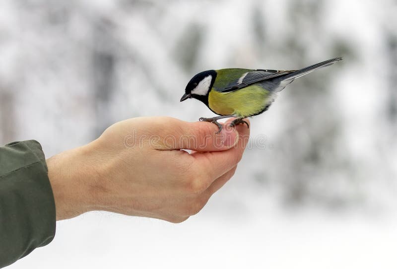 Bird Titmouse Eats Food on Palm Stock Image - Image of bird, color ...