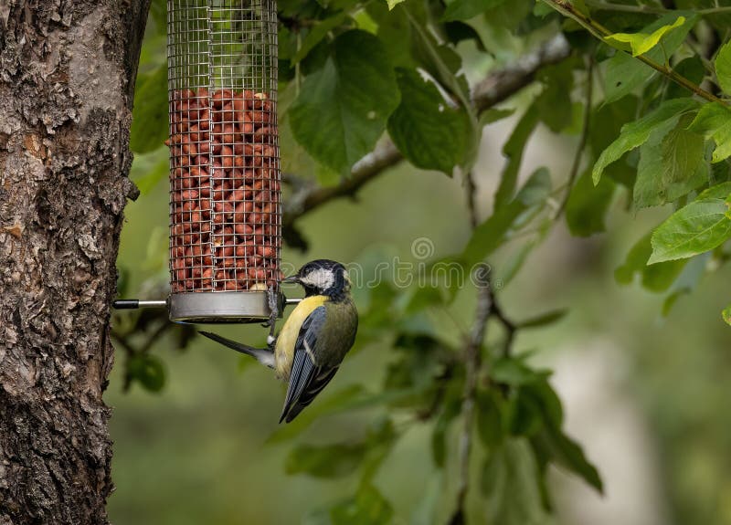 The Bird Titmouse Sits on a Feeder with Nuts in the Garden on an Apple ...