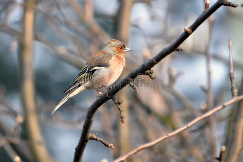 455 Titmouse Bush Photos - Free & Royalty-Free Stock Photos from Dreamstime