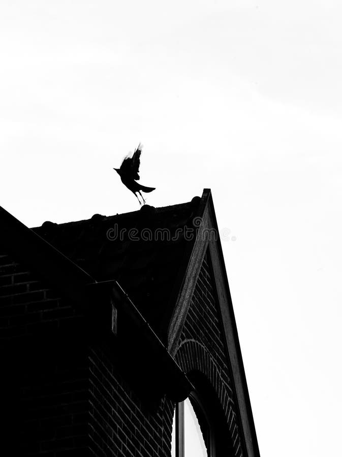 Bird about to take off stock photo. Image of font, black - 188358594
