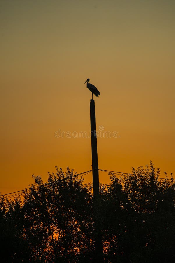 Stork Bird on the Pylon at the Sunset Stock Photo - Image of seascape ...