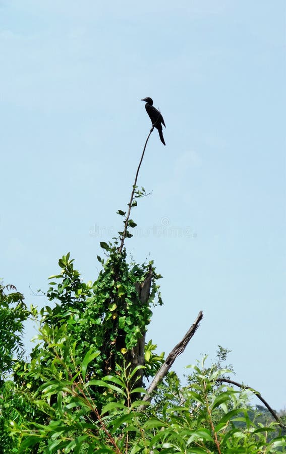 Bird on Top Tree Watching Over the House in a Village in Red Evening ...