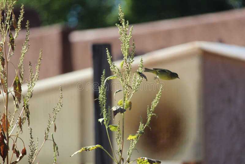 Bird fly out of the tree stock image. Image of topofthetree - 126353455