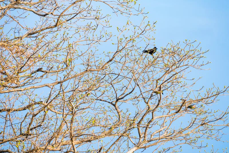 Bird on top Trees Branches stock image. Image of branch - 146875523