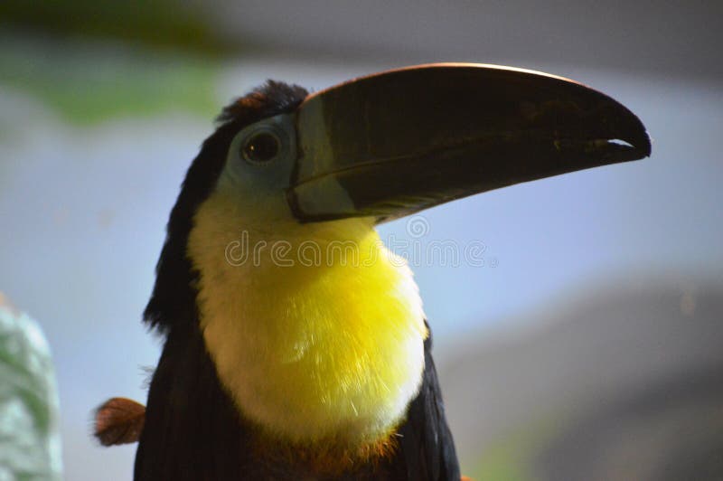 Bird toucan stock photo. Image of fauna, plumage, birds - 243824158