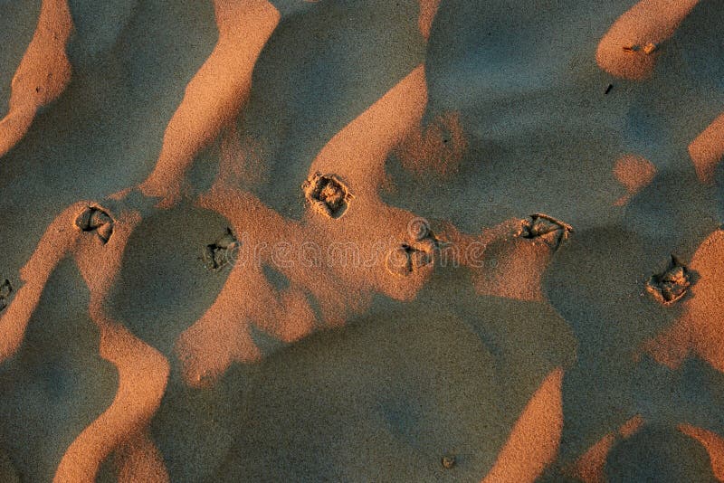 Bird track imprint in sand stock image. Image of journey - 140329571
