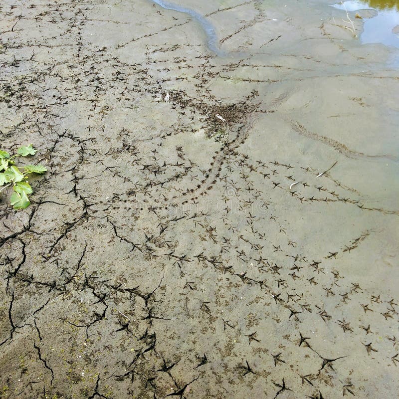Bird Tracks stock image. Image of florida, bird, tracks - 121328683