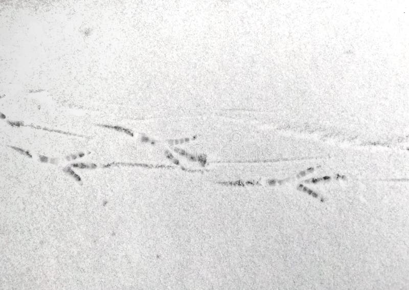 Bird Tracks on Freshly Fallen Snow. Bird Tracks Stock Image - Image of ...