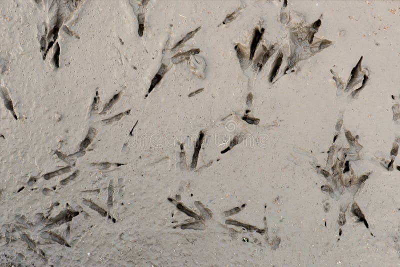 Bird tracks in mud stock image. Image of background, tracks - 32244005