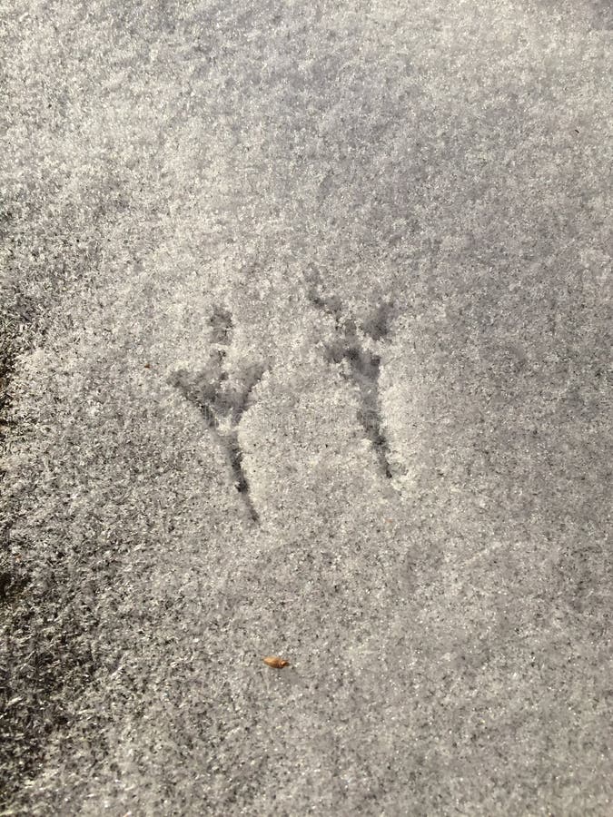 Bird tracks fresh stock photo. Image of ornithology, nature - 86464146