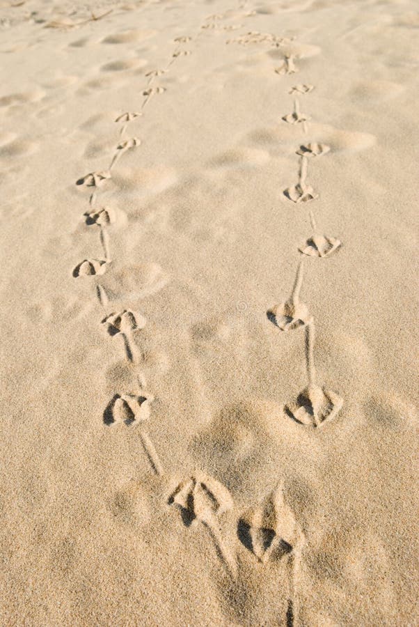 Bird tracks in the snow stock image. Image of foot, fresh - 232733825