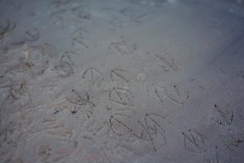 Bird tracks stock photo. Image of birds, sandy, textures - 91355810