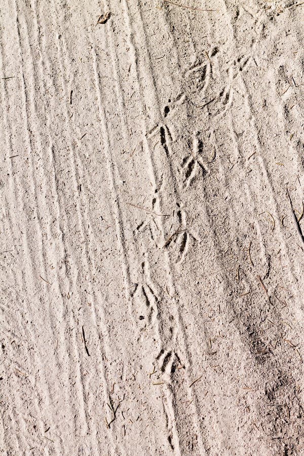 Bird tracks stock photo. Image of blue, highway, rural - 148743806