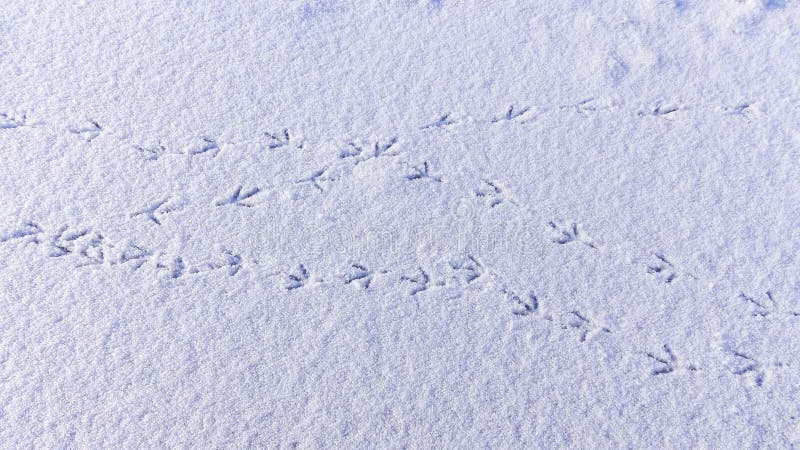 Bird Tracks on Smooth Snow in Winter, Frozen Lake Stock Photo - Image ...