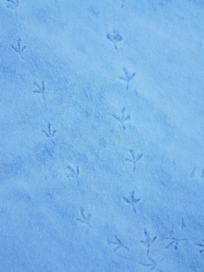 Bird tracks in the snow stock image. Image of birch - 242631553