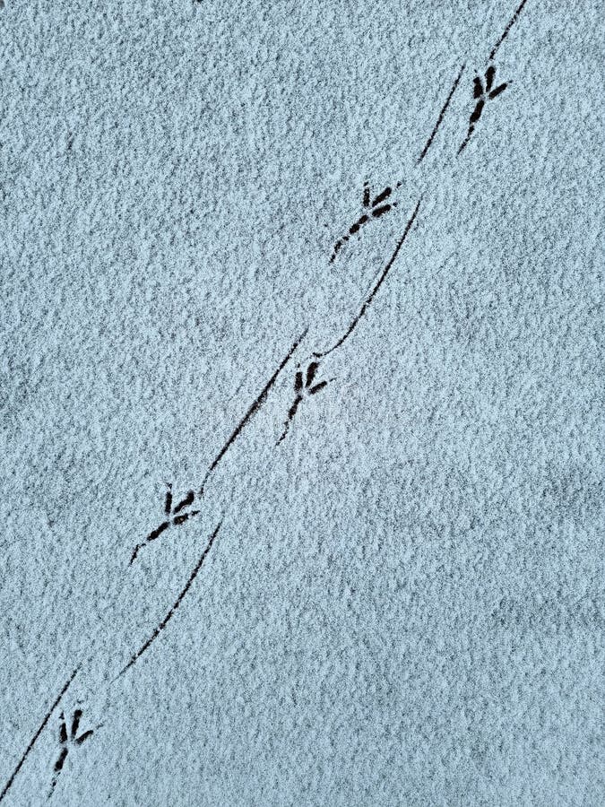 Bird tracks in the snow stock photo. Image of tracks - 273355354