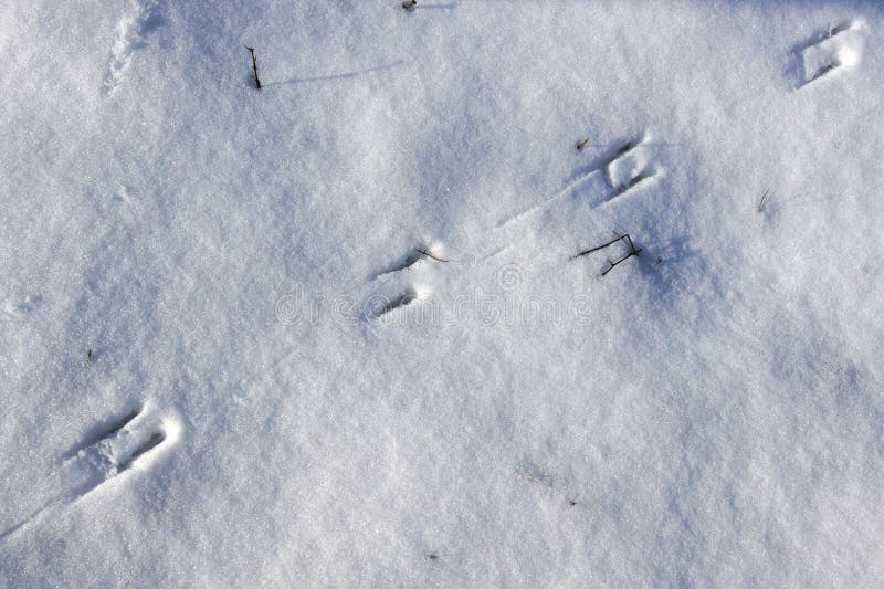 Bird tracks on snow stock photo. Image of footstep, pattern - 166062276